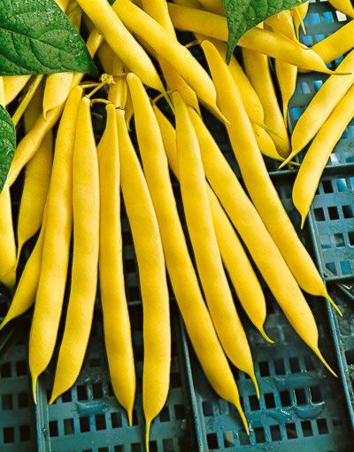 DollarSeed. Bean Gold Rush Bush