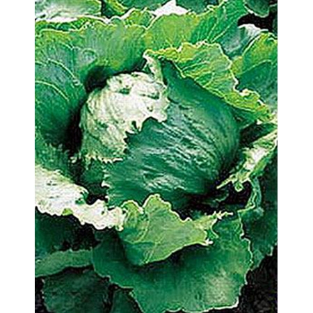 Lettuce Iceberg Seeds
