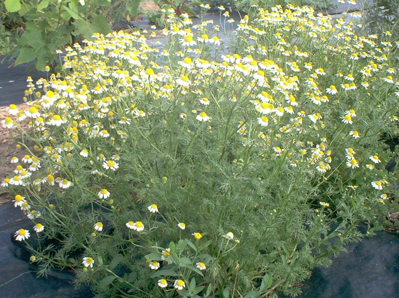 Chamomile COmmon