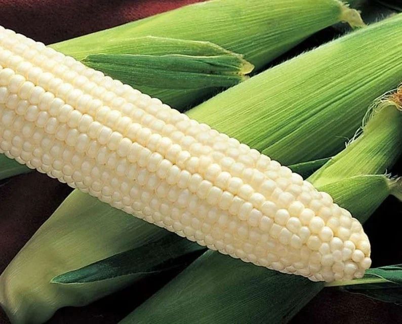 DollarSeed. Corn Silver King